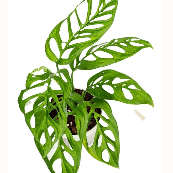 Variegated Monstera Esqueleto - Etsy