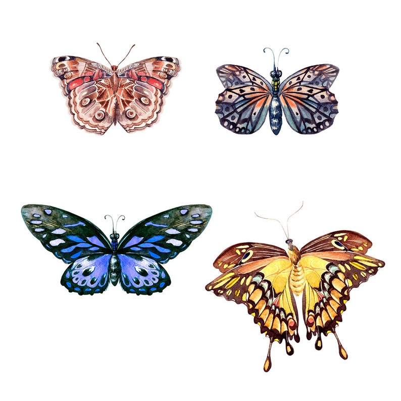 Vintage Moth Clipart, Digital Moth Illustrations PNG Clipart Format ...