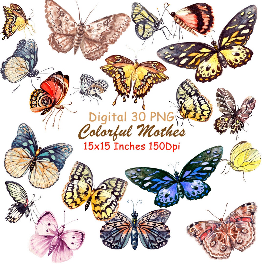 Vintage Moth Clipart, Digital Moth Illustrations PNG Clipart Format ...