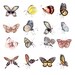 Vintage Moth Clipart, Digital Moth Illustrations PNG Clipart Format ...