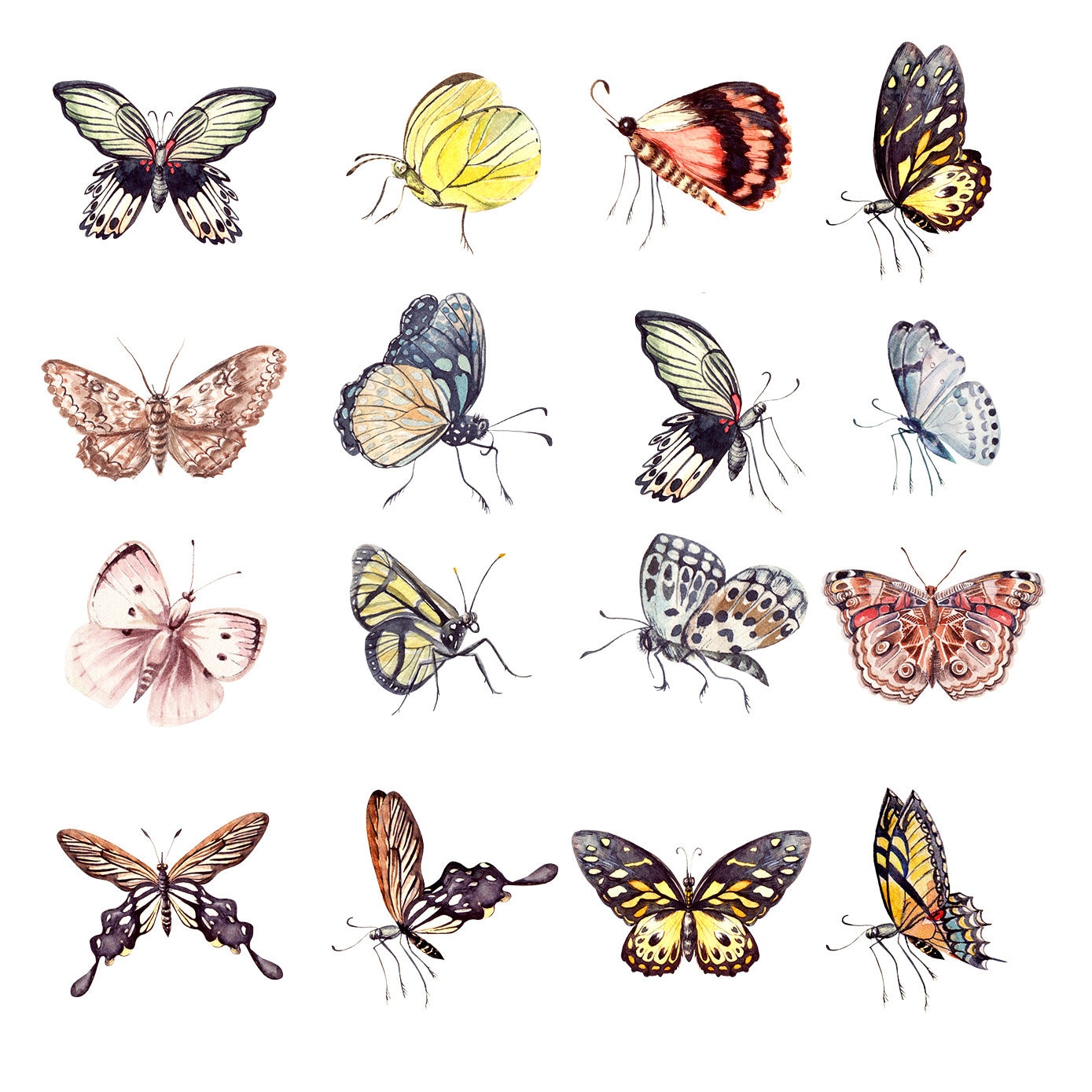 Vintage Moth Clipart, Digital Moth Illustrations PNG Clipart Format ...