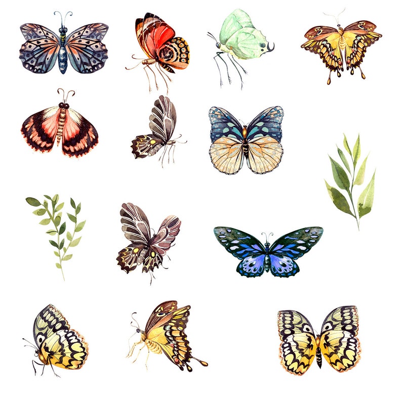 Vintage Moth Clipart, Digital Moth Illustrations PNG Clipart Format ...