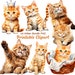 Watercolor Kitten Clipart – Orange Tabby Cats, Butterfly PNG (digital ...