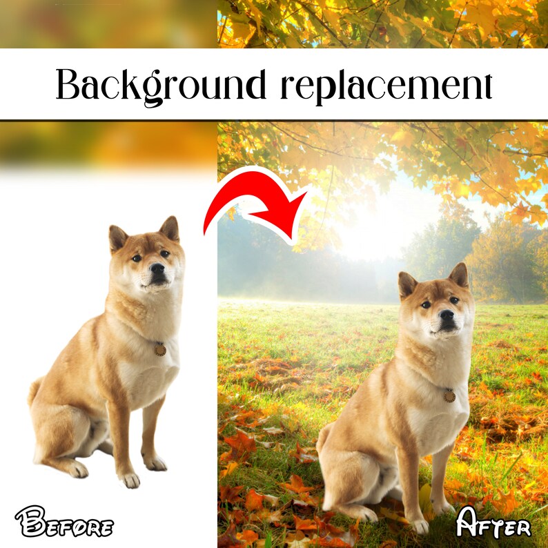 Background Removal, Background Replacement, Background Erase ...