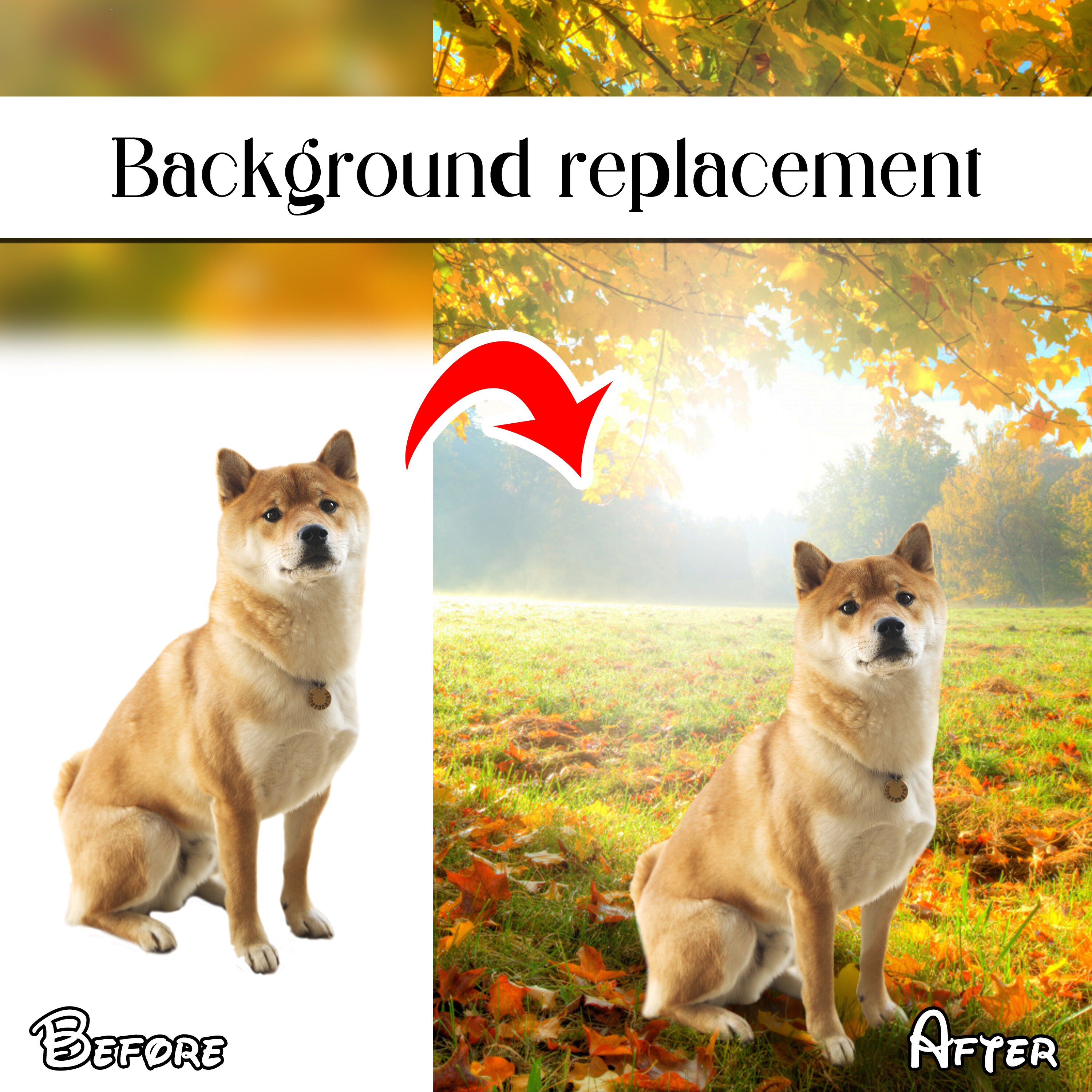Background Removal, Background Replacement, Background Erase ...