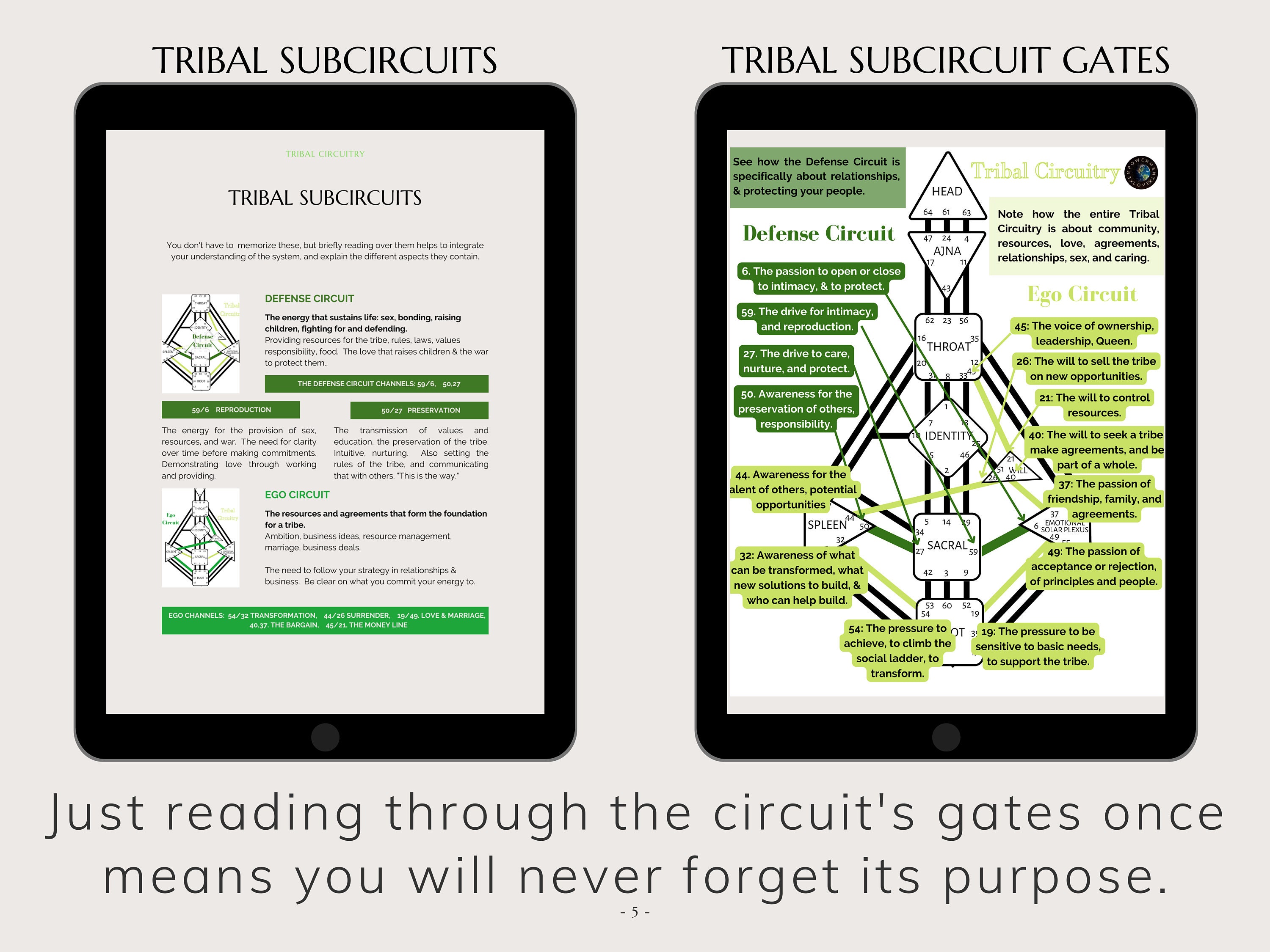 Human Design Circuitry, Human Design Chart Reading Tools, Human Design ...