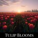 Tulip Background, Bloom Background, Spring Background, Sunset ...