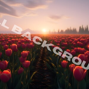 Tulip Background, Bloom Background, Spring Background, Sunset ...