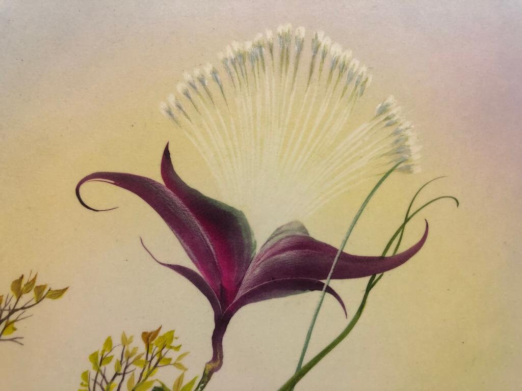 Carl W. Röhrig flowerdream Original and Signed 55x40 - Etsy