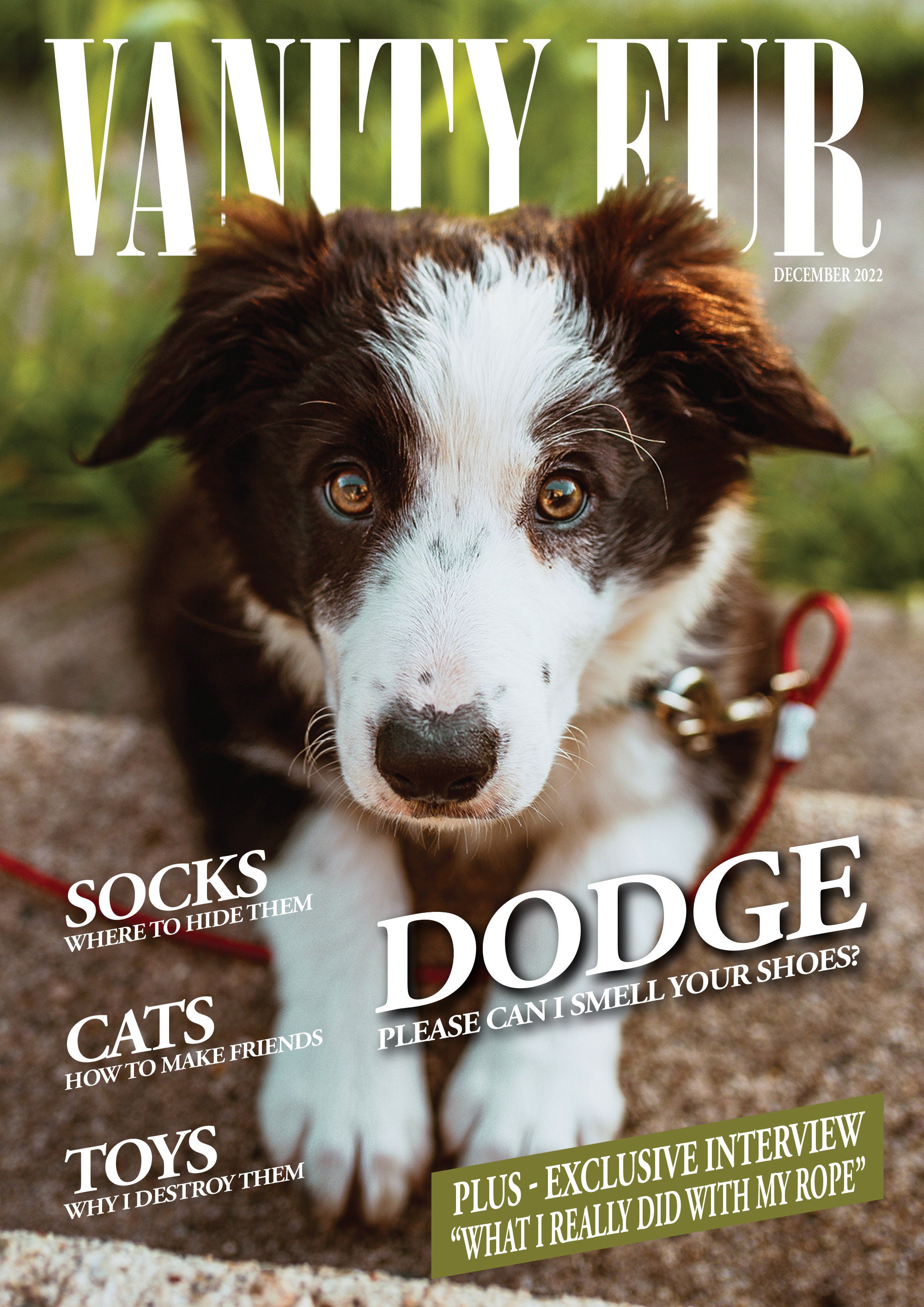 South African Pet Magazine at Crystal Frasher blog