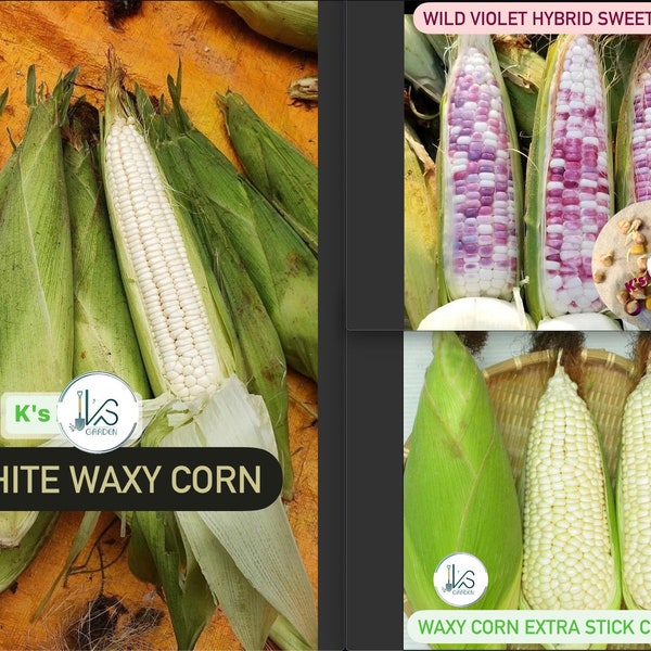 Wild Violet Seeds - Etsy