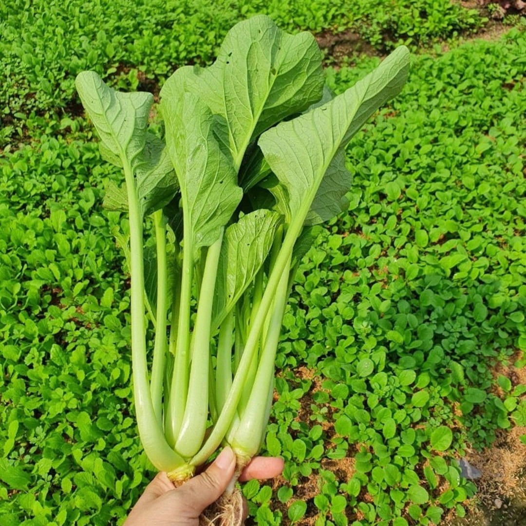 Choy Gum Yu Choy Chinese Flowering Cabbage Seeds Hạt Giống - Etsy