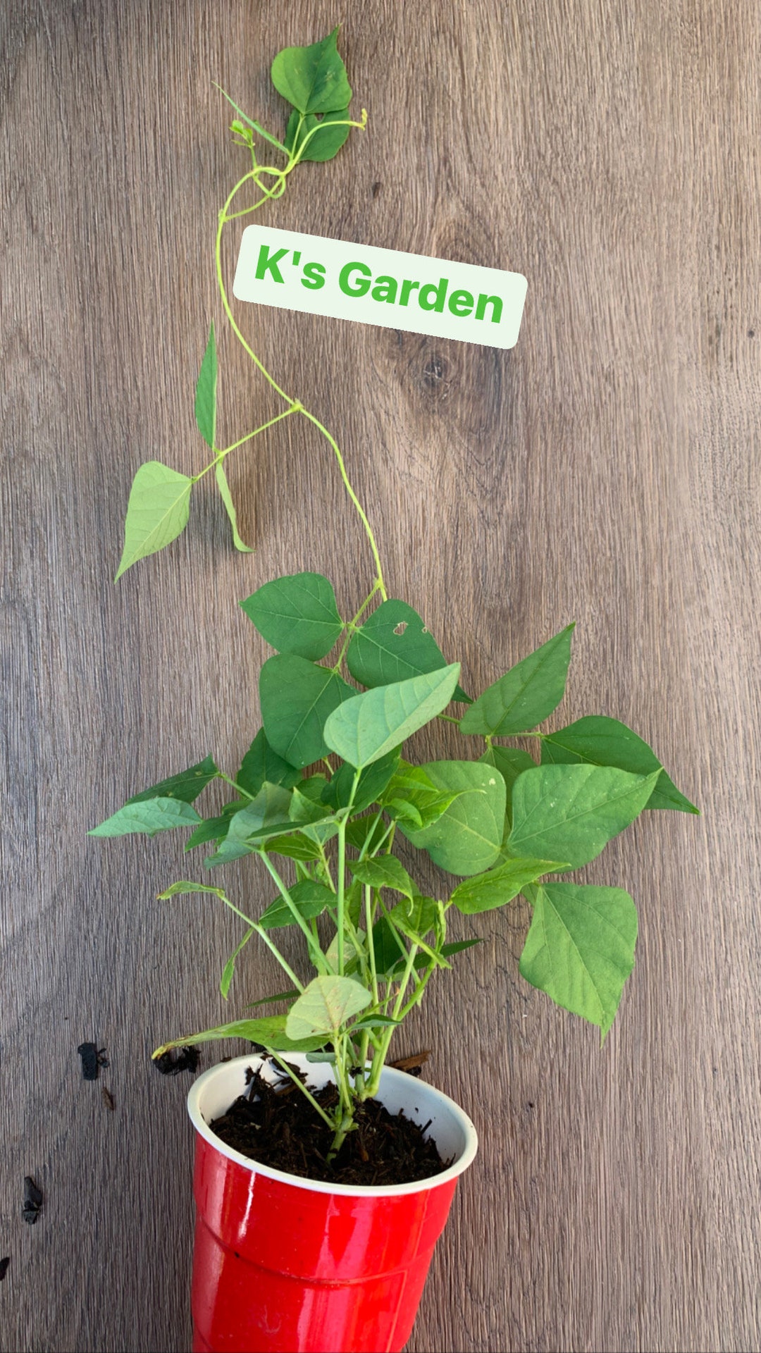 5-35 Inch Winged Bean Live Vegetable Plant, Dragon Bean, Cây Đậu Rồng ...