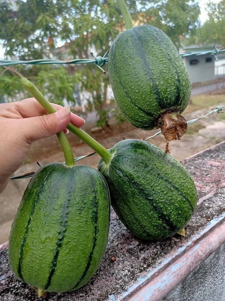 Taiwanese Apple Luffa F1 Super Sweet Seeds, 蘋果絲瓜, Hạt Giống Mướp Táo ...