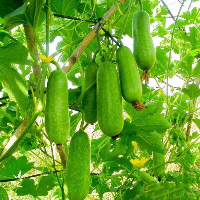 Fuzzy Gourd Seeds, Hairy Gourd, Jointed Gourd, Hạt Giống Bí Đao Chanh ...