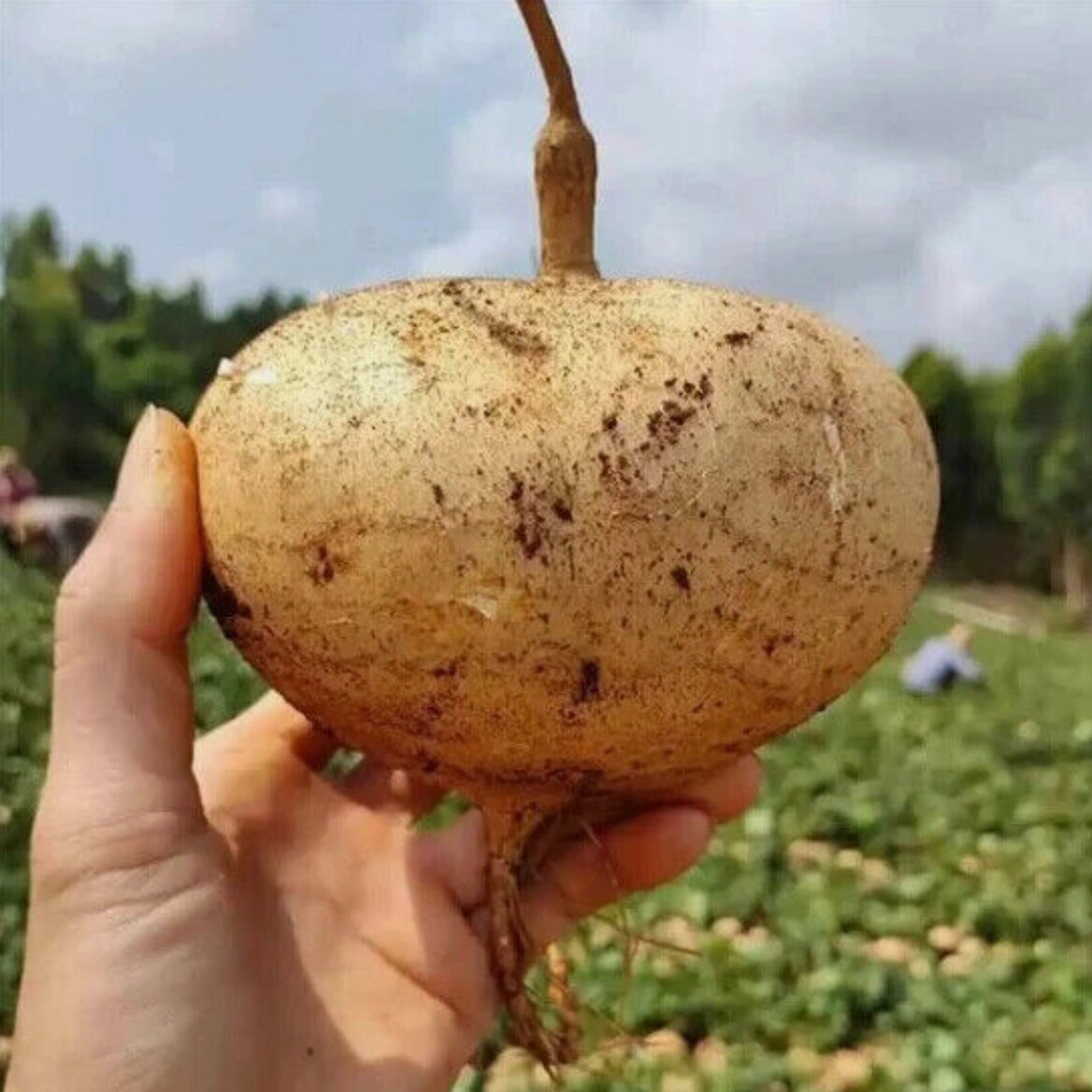 Jicama Seeds Hạt Giống Củ Sắn, Củ Đậu, 豆薯種子, 히카마 씨앗, Semilla De Jícama ...