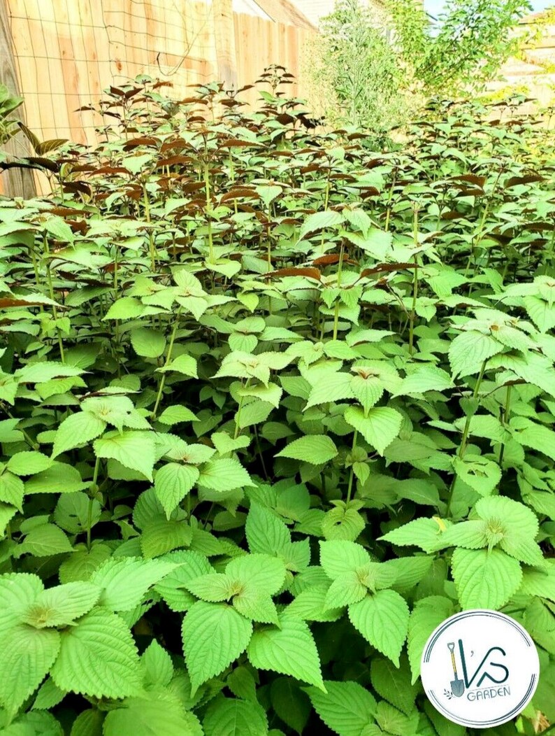 Shiso, Perilla, Zisu, Japanese Basil Seeds, Hạt Giống Tía Tô, 紫蘇, 들깨 ...