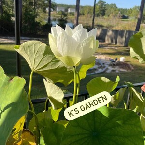 Lotus Seeds pink, Snow White, Royal, Guan Yin, Mini 莲子 Hạt Sen Ta Hồng, Ta Trắng, Cung đình ...