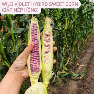 Corn Seeds (waxy Corn, White Extra Stick, Wild Violet Hybrid, Ruby Red ...