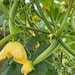 Fuzzy Gourd Seeds, Hairy Gourd, Jointed Gourd, Hạt Giống Bí Đao Chanh ...