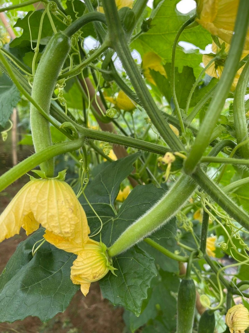 Fuzzy Gourd Seeds, Hairy Gourd, Jointed Gourd, Hạt Giống Bí Đao Chanh ...