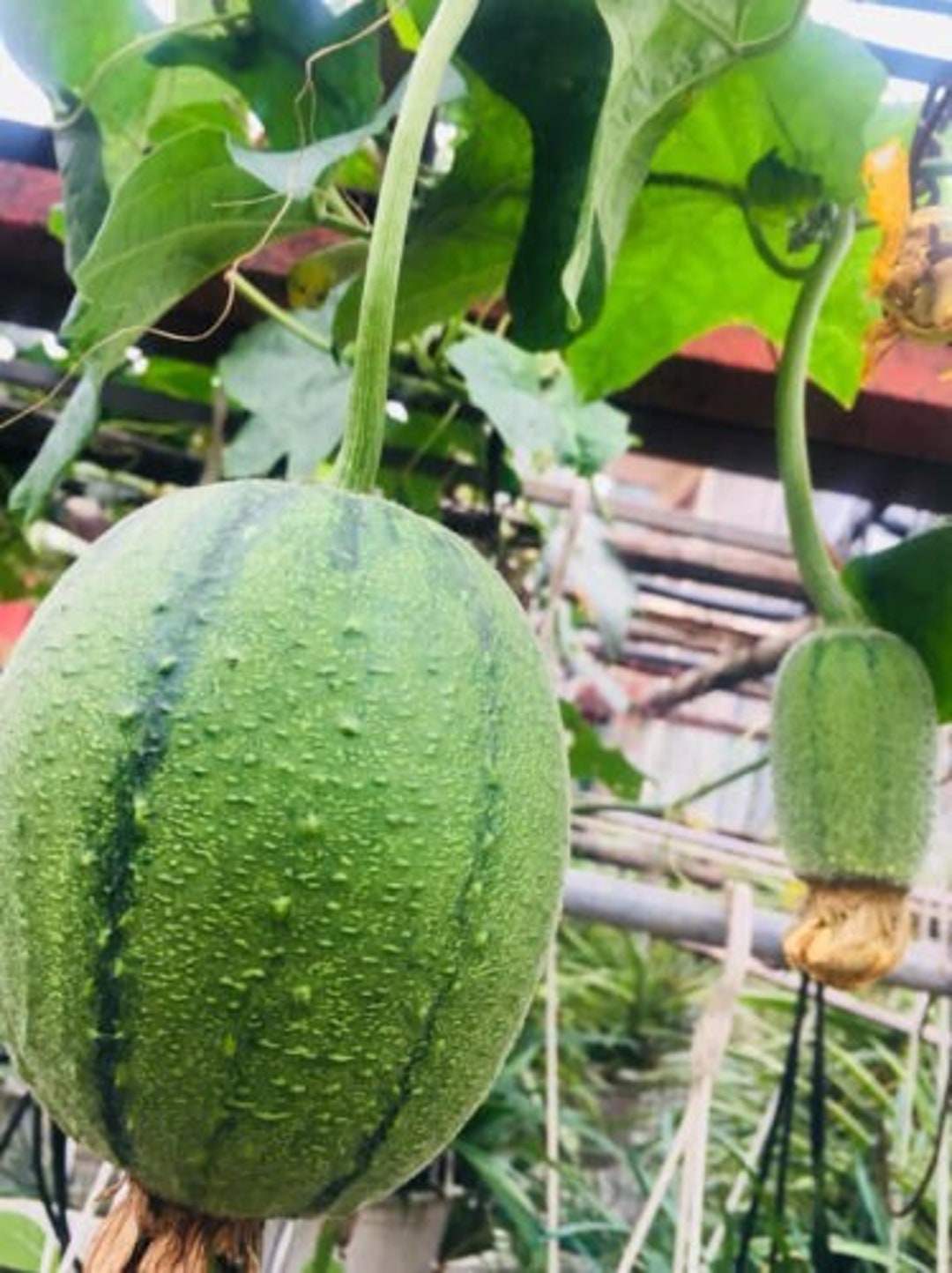 Taiwanese Apple Luffa F1 Super Sweet Seeds, 蘋果絲瓜, Hạt Giống Mướp Táo ...