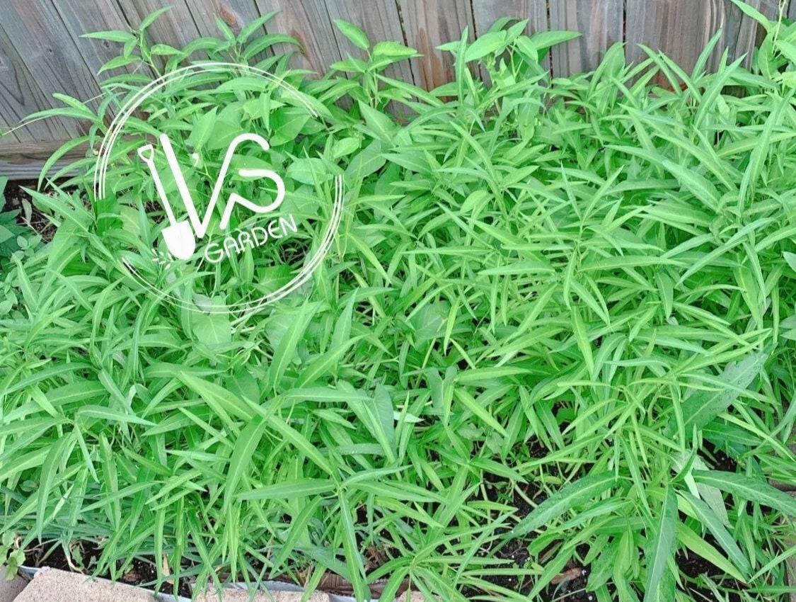 Water Mimosa Vegetable Seeds Hạt Rau Nhút 98% Germination - Etsy