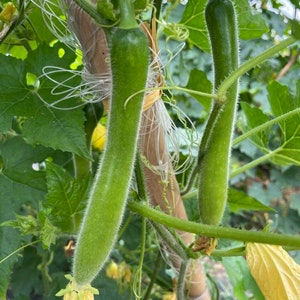 Fuzzy Gourd Seeds, Hairy Gourd, Jointed Gourd, Hạt Giống Bí Đao Chanh ...
