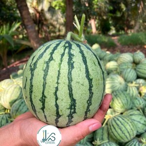 Gold in Gold Hybrid Watermelon/apple Watermelon/cucamelons Tiny ...