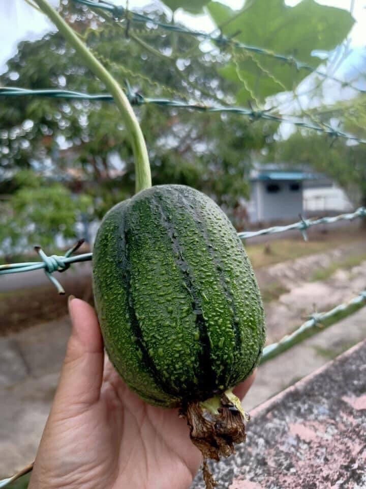 Taiwanese Apple Luffa F1 Super Sweet Seeds, 蘋果絲瓜, Hạt Giống Mướp Táo ...