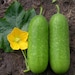 Fuzzy Gourd Seeds, Hairy Gourd, Jointed Gourd, Hạt Giống Bí Đao Chanh ...