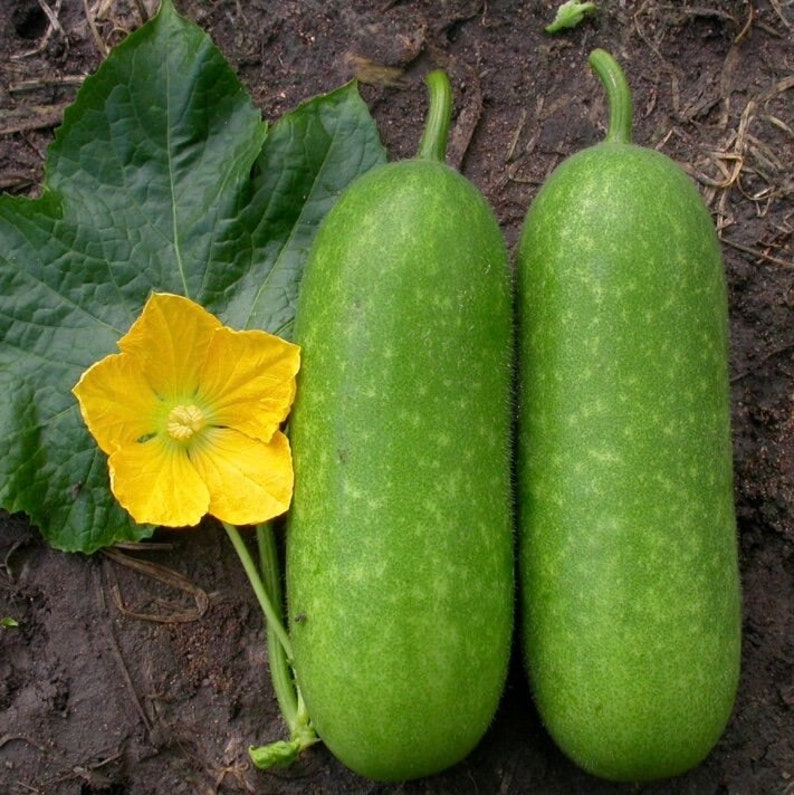 Fuzzy Gourd Seeds Hairy Gourd Jointed Gourd Hạt Giống Bí - Etsy