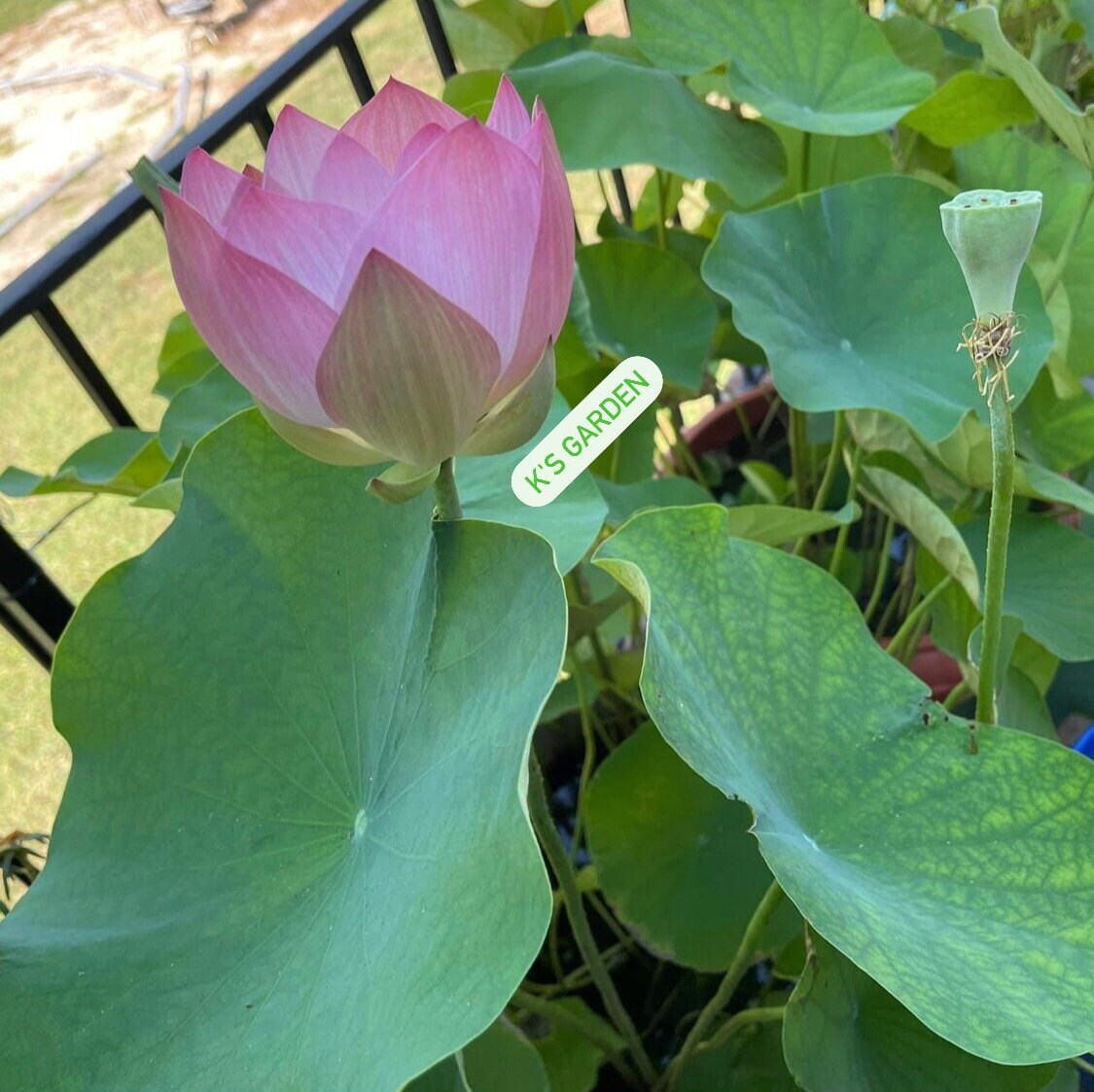 Lotus Seeds pink, Snow White, Royal, Guan Yin 莲子 Hạt Sen Ta Hồng, Sen Ta Trắng, Cung đình, Quan ...