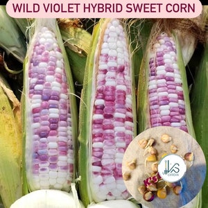 Corn Seeds waxy Corn, White Extra Stick, Wild Violet Hybrid, Ruby Red ...