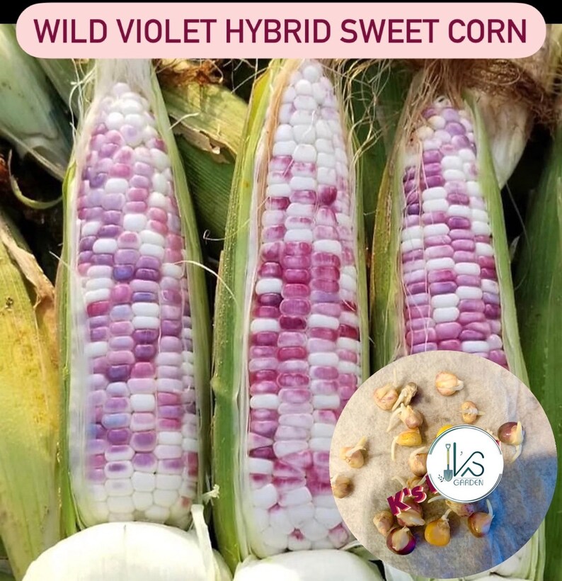 Corn Seeds waxy Corn, White Extra Stick, Wild Violet Hybrid, Ruby Red ...