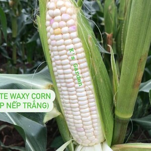 Corn Seeds (waxy Corn, White Extra Stick, Wild Violet Hybrid, Ruby Red ...