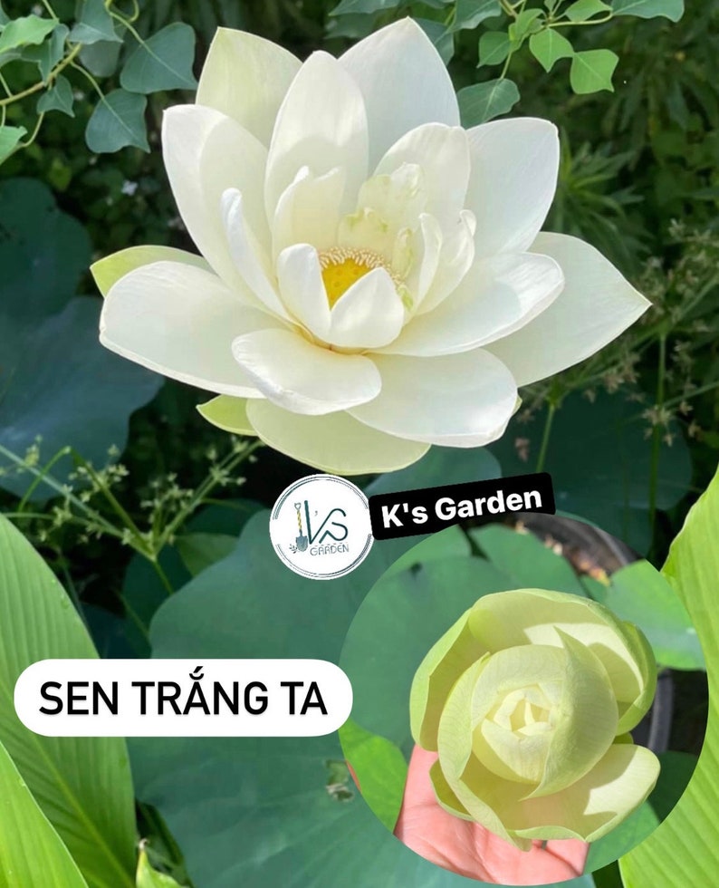 Lotus Seeds pink, Snow White, Royal, Guan Yin 莲子 Hạt Sen Ta Hồng, Sen Ta Trắng, Cung đình, Quan ...