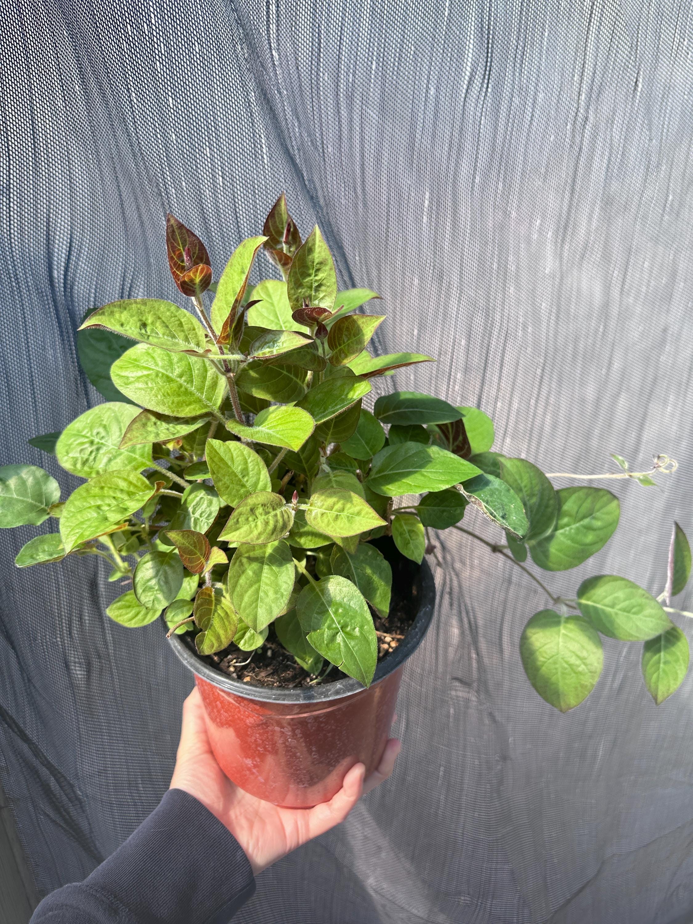Stink Vine, Cây Lá Mơ Vn,paideria Lanuginosa, 1 Live Plant - No Pot ...