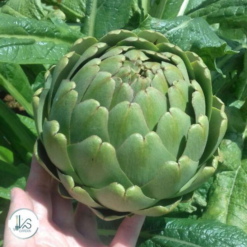 Green Globe Artichoke Seeds, Hạt Hoa Atiso Xanh (10 Pcs) - Etsy