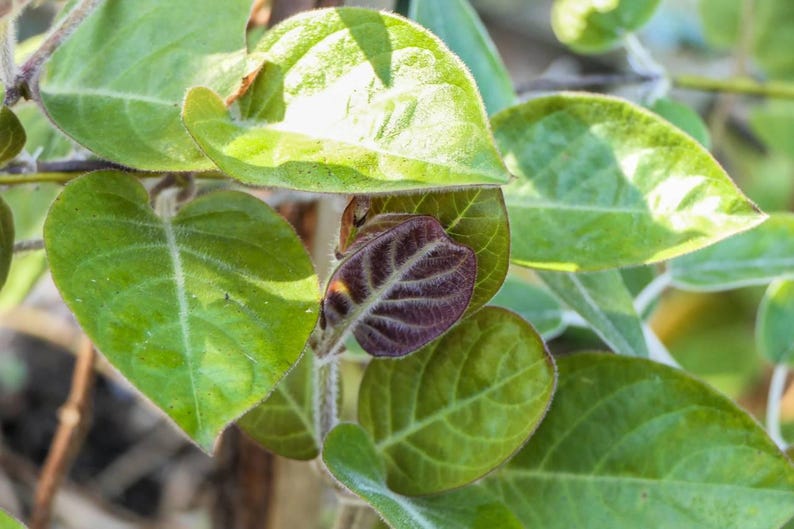 Stink Vine, Cây Lá Mơ Vn,paideria Lanuginosa, 1 Live Plant - No Pot ...