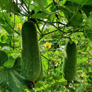 Fuzzy Gourd Seeds, Hairy Gourd, Jointed Gourd, Hạt Giống Bí Đao Chanh ...