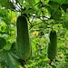 Fuzzy Gourd Seeds, Hairy Gourd, Jointed Gourd, Hạt Giống Bí Đao Chanh ...