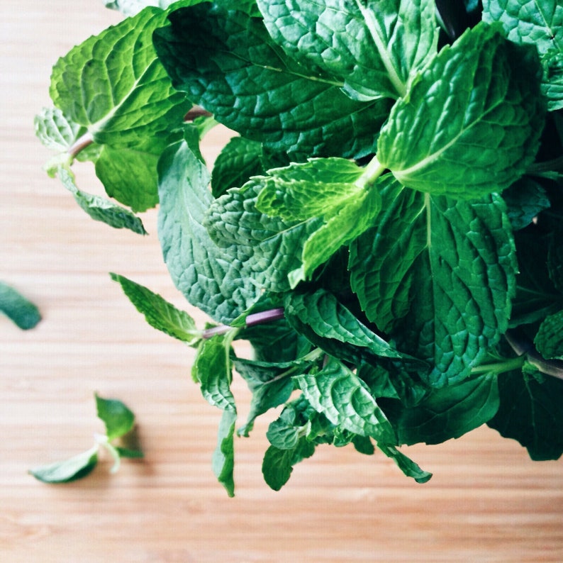 Peppermint Herb Seeds, Hạt Giống Rau Húng Lũi, ペパーミント, 薄荷, 박하, Menta ...