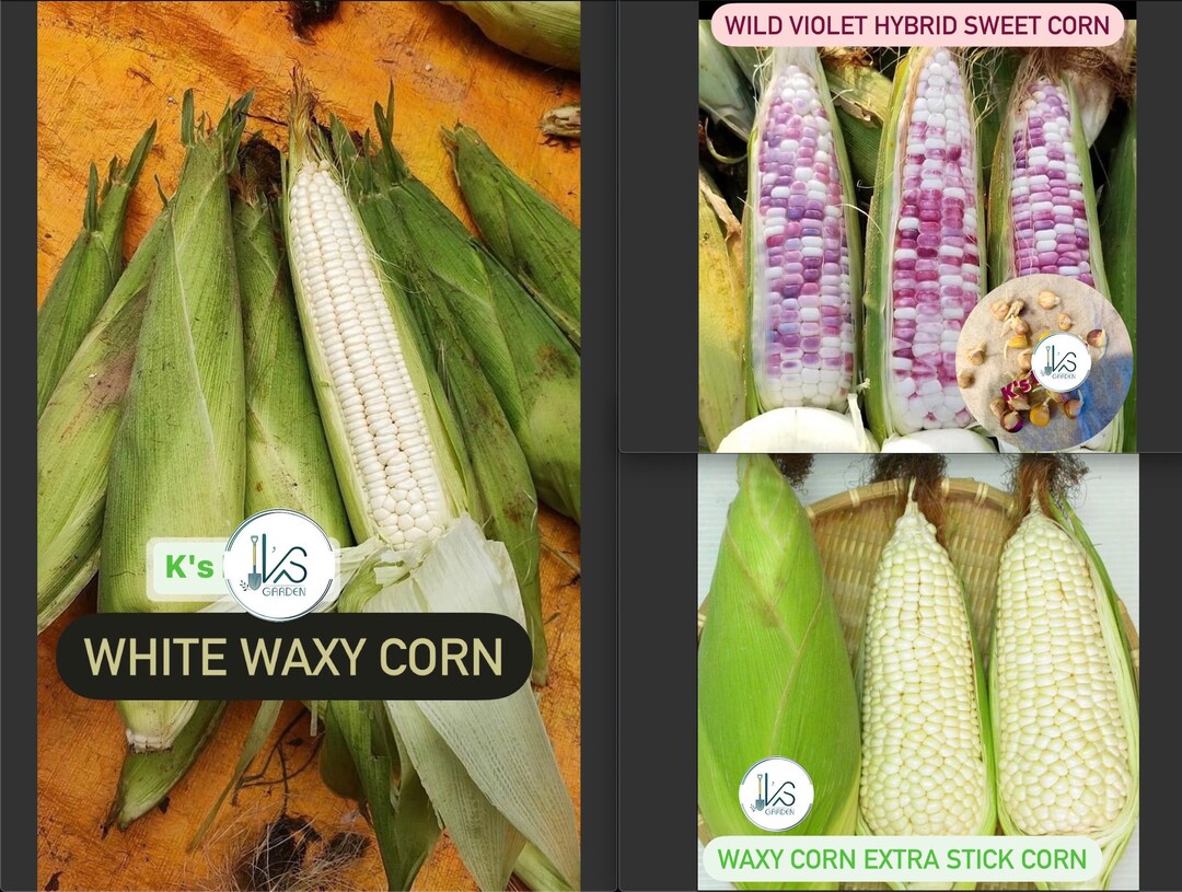 Corn Seeds waxy Corn White Extra Stick Wild Violet Hybrid - Etsy