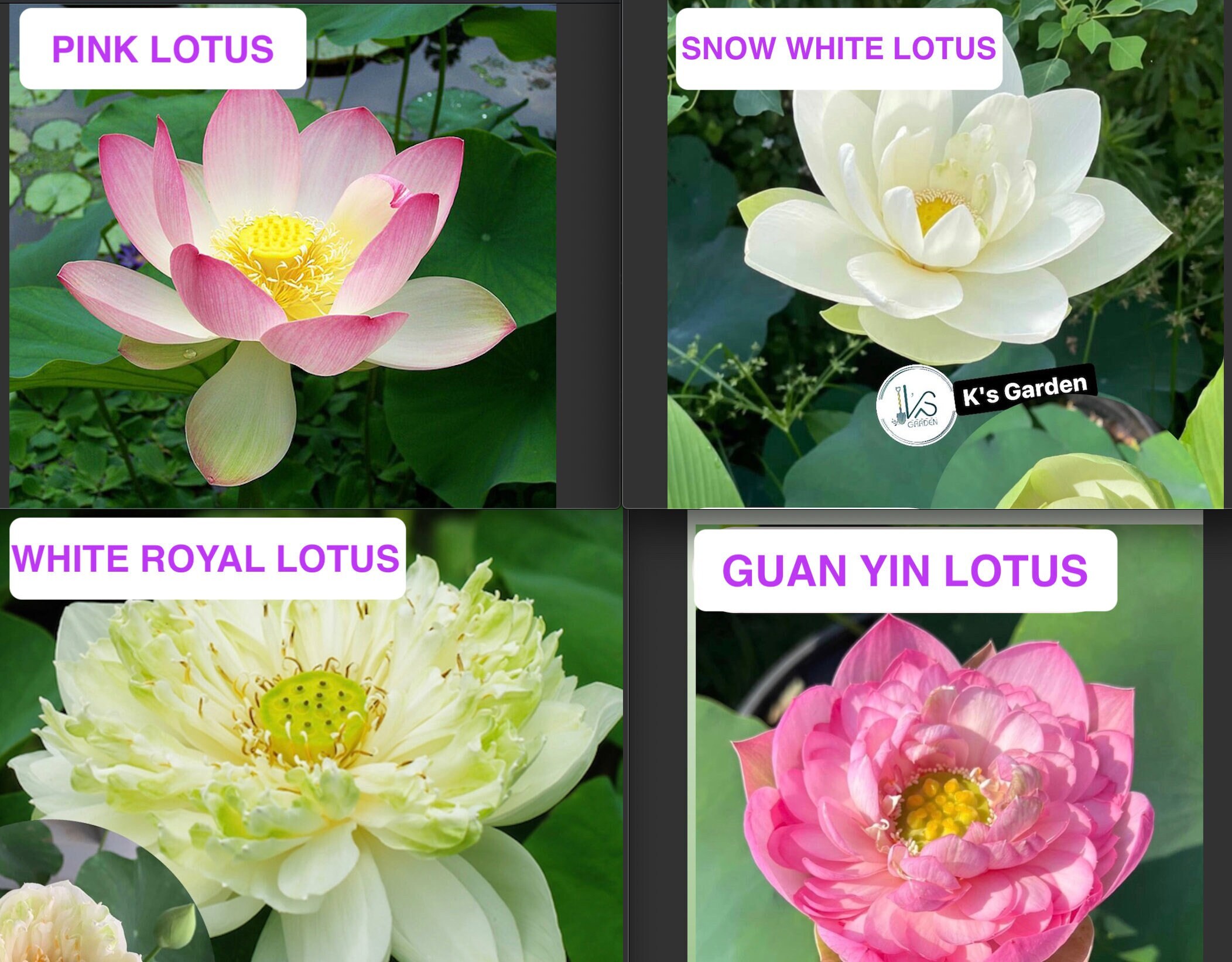 Lotus Seeds pink Snow White Royal Guan Yin 莲子 Hạt Sen - Etsy