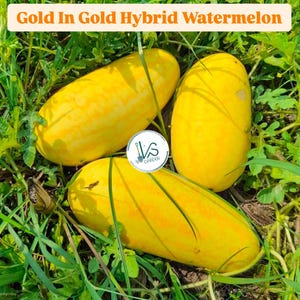 Gold in Gold Hybrid Watermelon/apple Watermelon/cucamelons Tiny ...