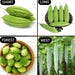 Fuzzy Gourd Seeds, Hairy Gourd, Jointed Gourd, Hạt Giống Bí Đao Chanh ...