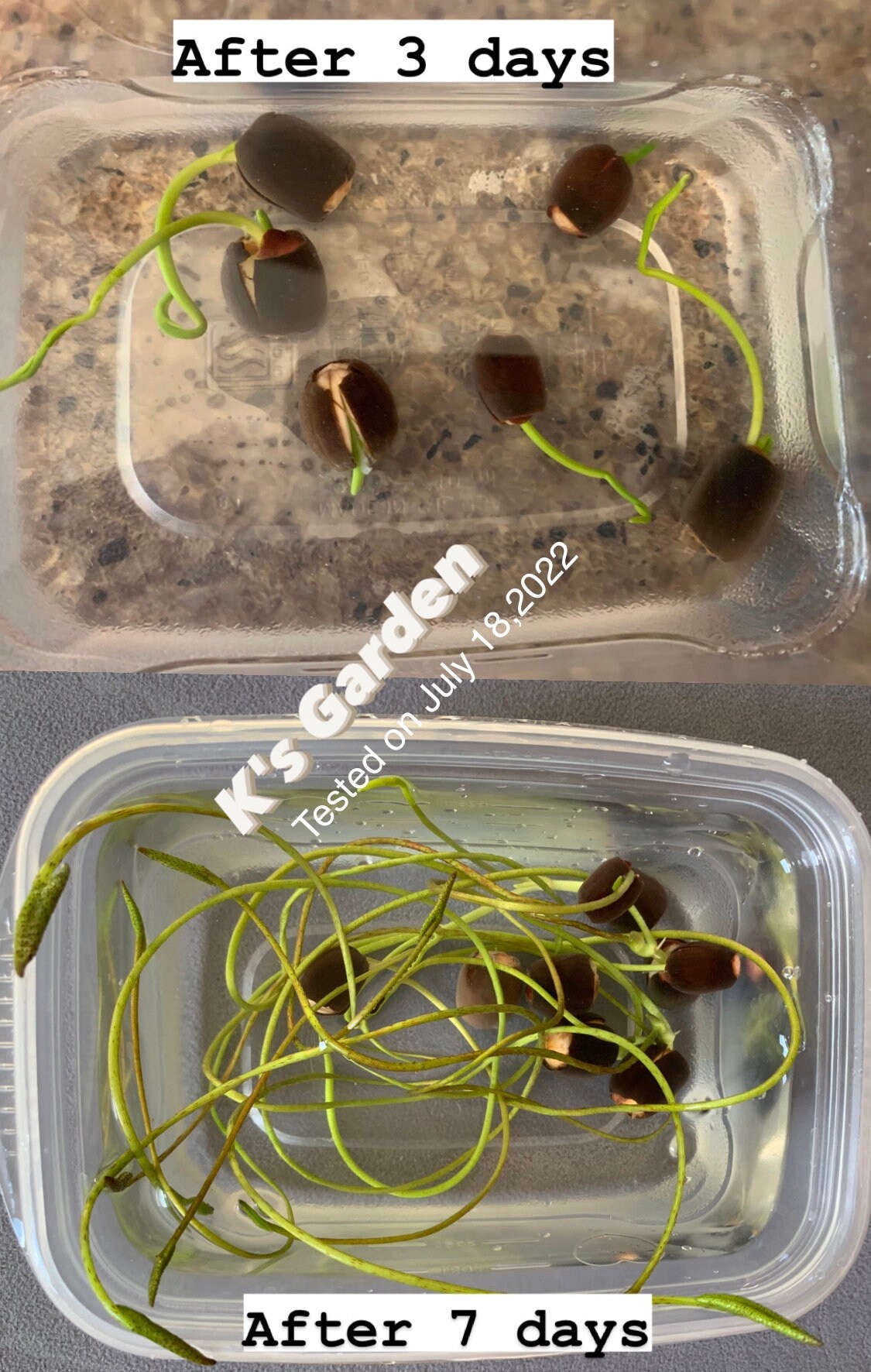 Lotus Seeds pink Snow White Royal Guan Yin 莲子 Hạt Sen - Etsy