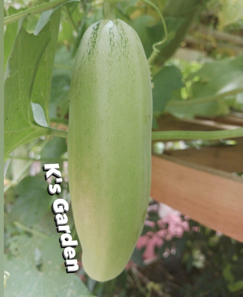 Musk Melon Seeds Hạt Giống Dưa Gang Dẻo 甜瓜 98% Germination - Etsy