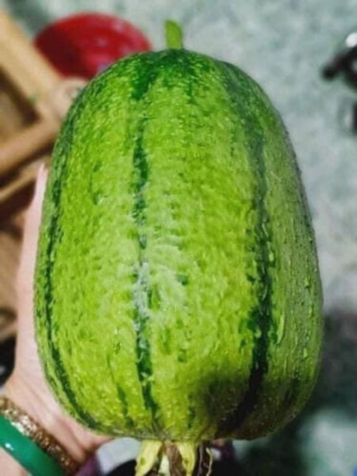 Taiwanese Apple Luffa F1 Super Sweet Seeds 蘋果絲瓜 Hạt Giống - Etsy